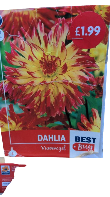 De Ree Dahlia vuurogel Seeds – Coopers Of Barnet